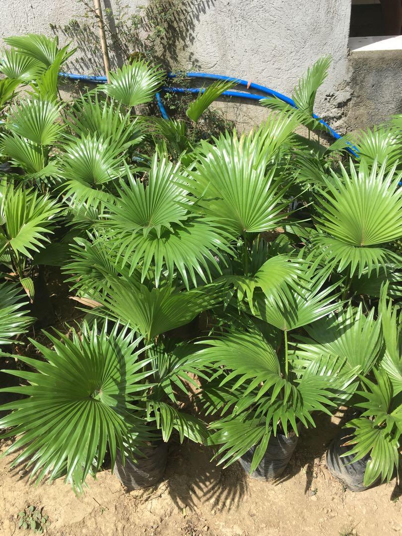 anahaw, Furniture & Home Living, Gardening, Plants & Seeds on Carousell