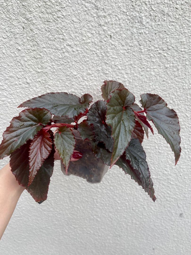 Begonia Arabian sunset, Furniture & Home Living, Gardening, Plants ...