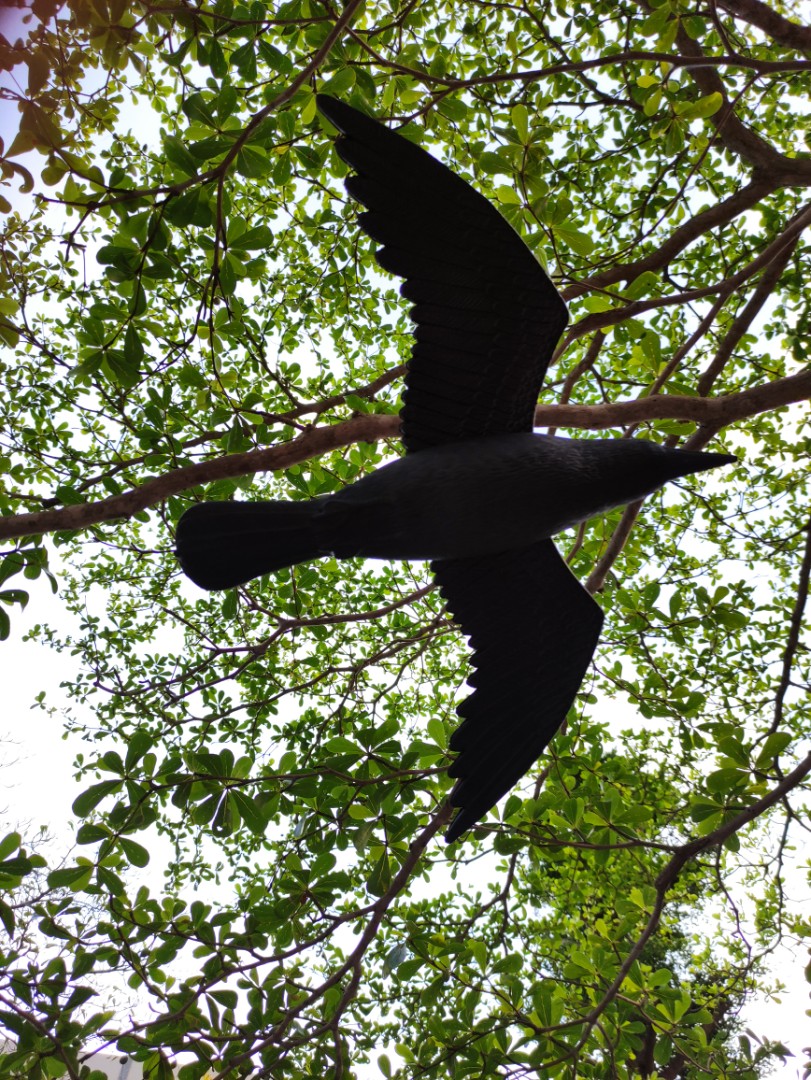 Fake Flying Falcon Crow Hallowmas Decoration, Furniture & Home Living ...