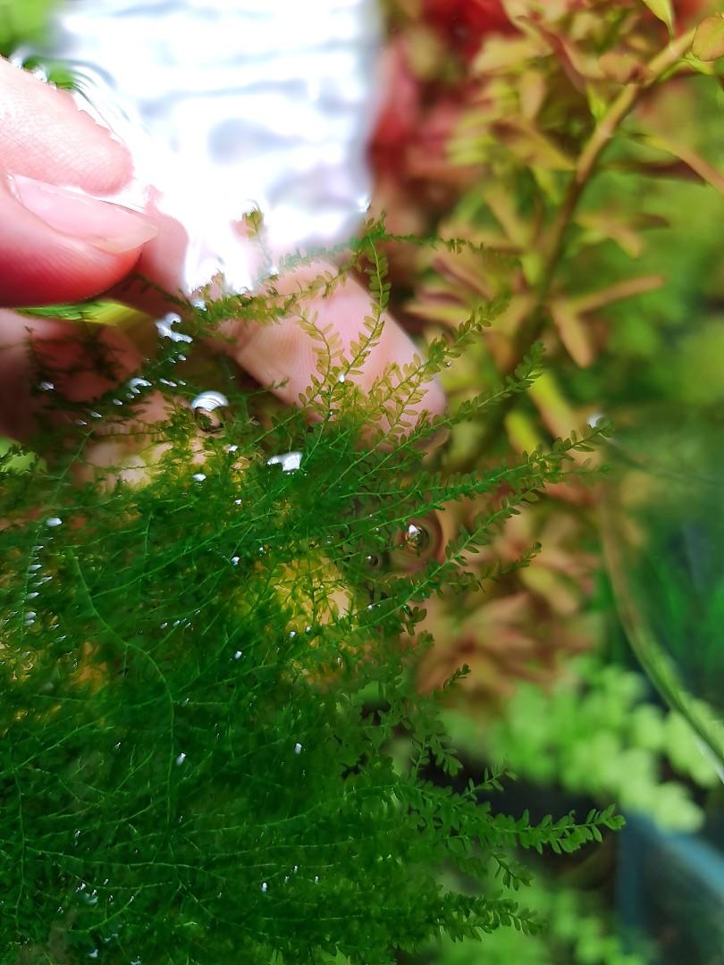 Pilotrichaceae sp. Pilo Moss (Rare), Pet Supplies, Homes & Other Pet ...