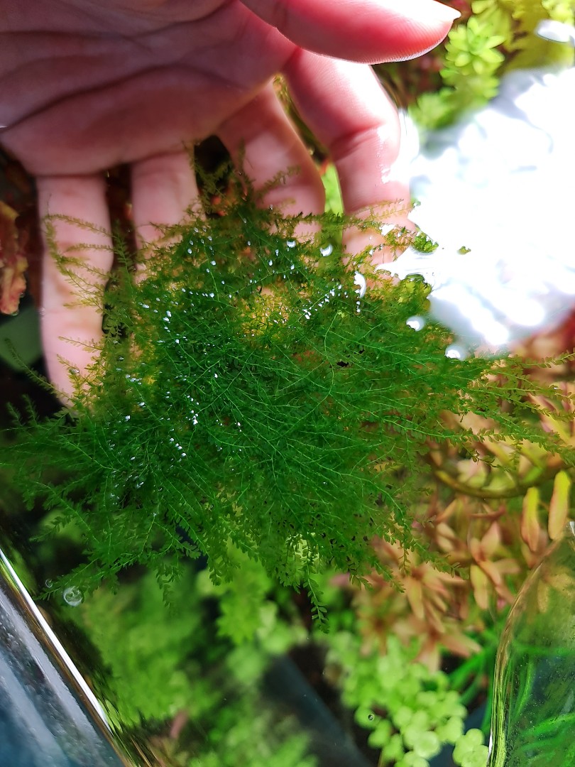 Pilotrichaceae sp. Pilo Moss (Rare), Pet Supplies, Homes & Other Pet ...
