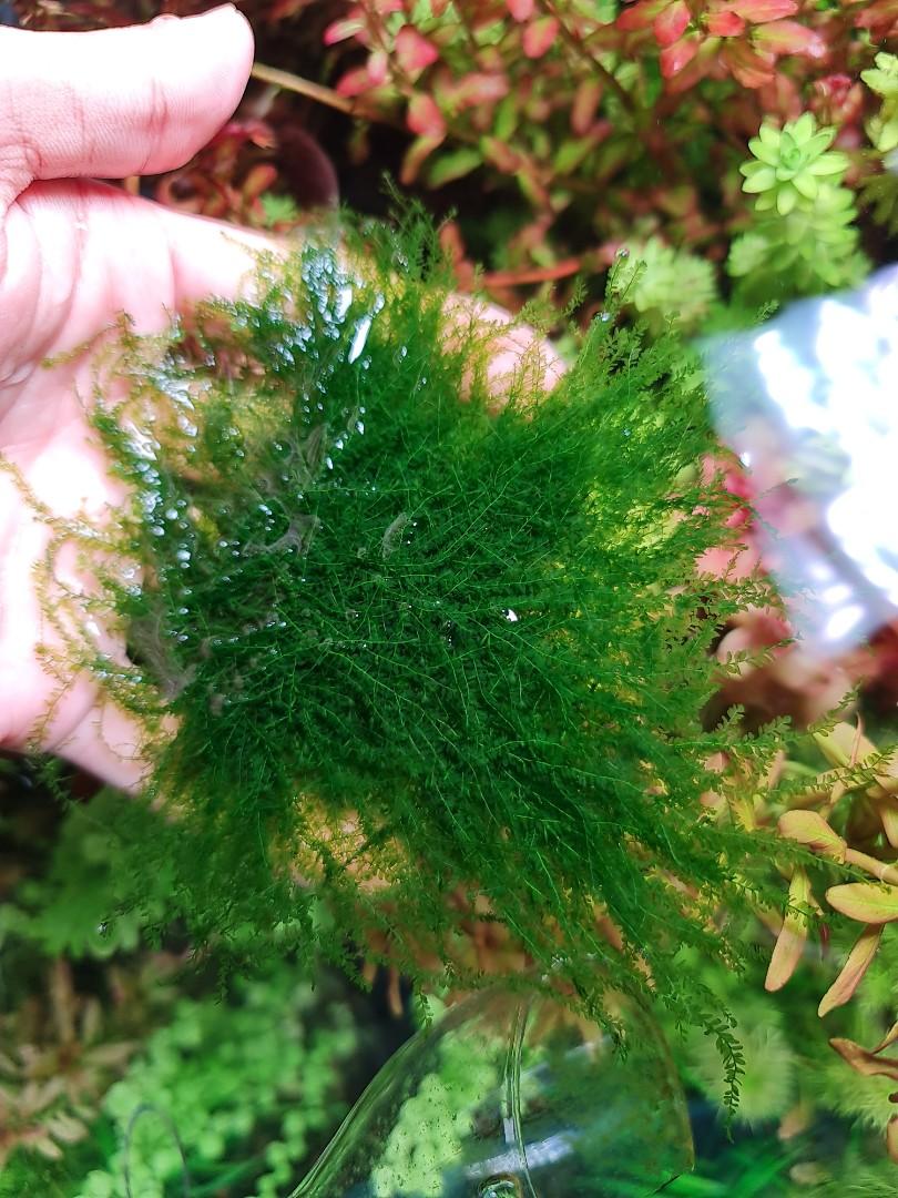 Pilotrichaceae sp. Pilo Moss (Rare), Pet Supplies, Homes & Other Pet ...