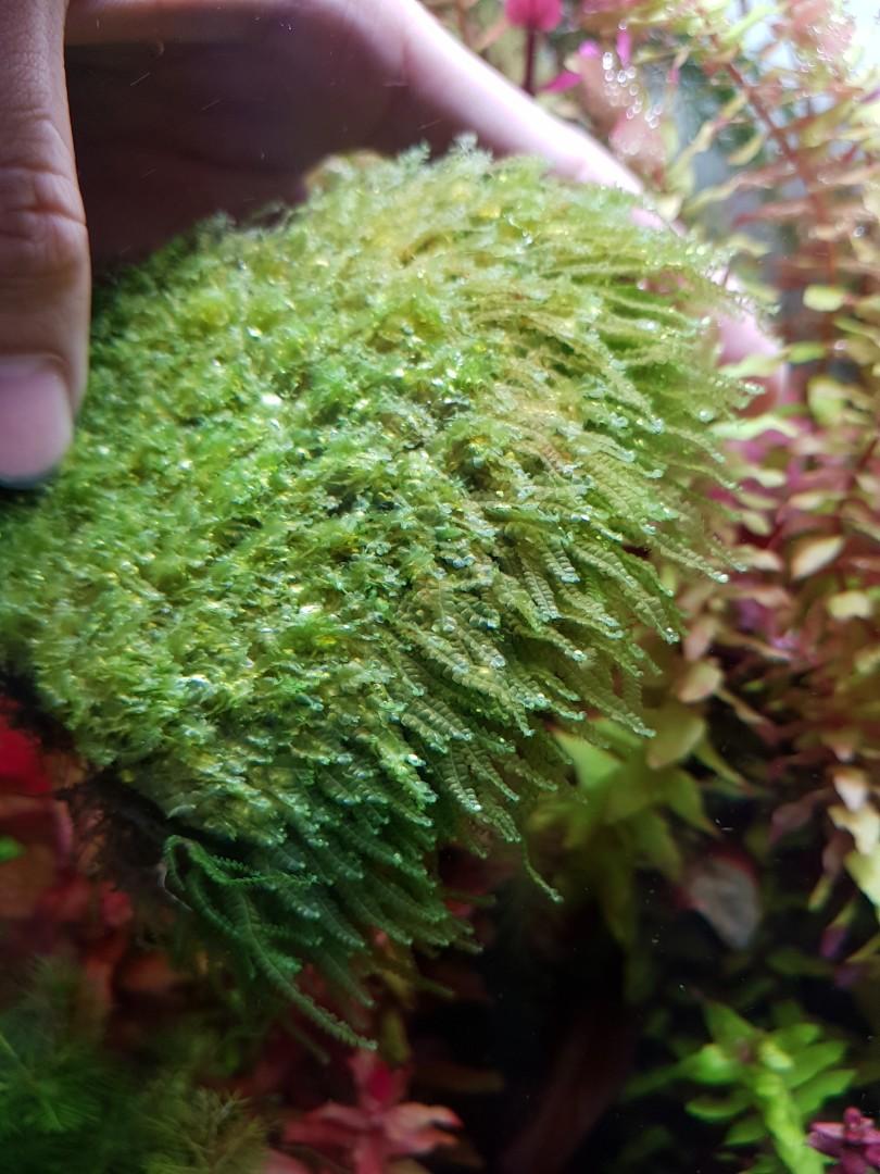 Rare Moss, Pet Supplies, Homes & Other Pet Accessories on Carousell