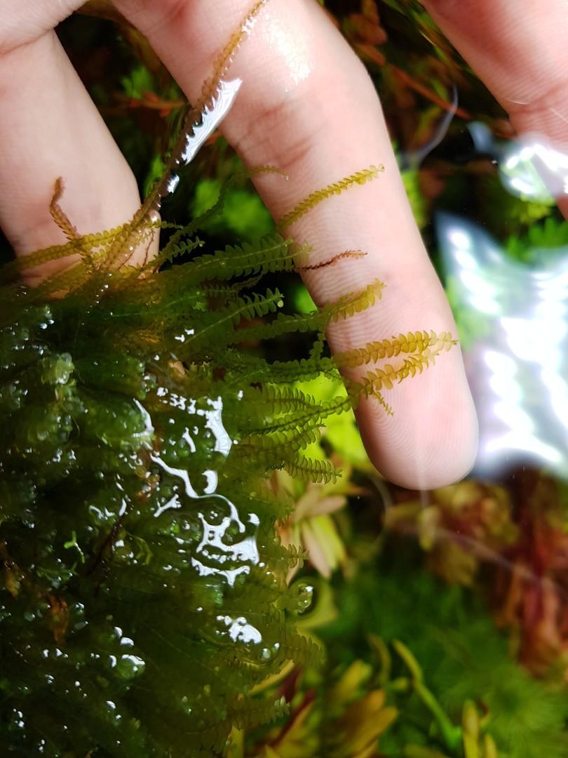 Rare Moss, Pet Supplies, Homes & Other Pet Accessories on Carousell