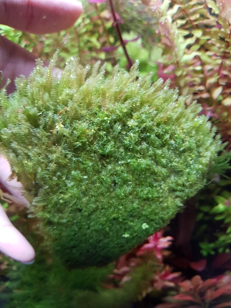 Rare Moss, Pet Supplies, Homes & Other Pet Accessories on Carousell