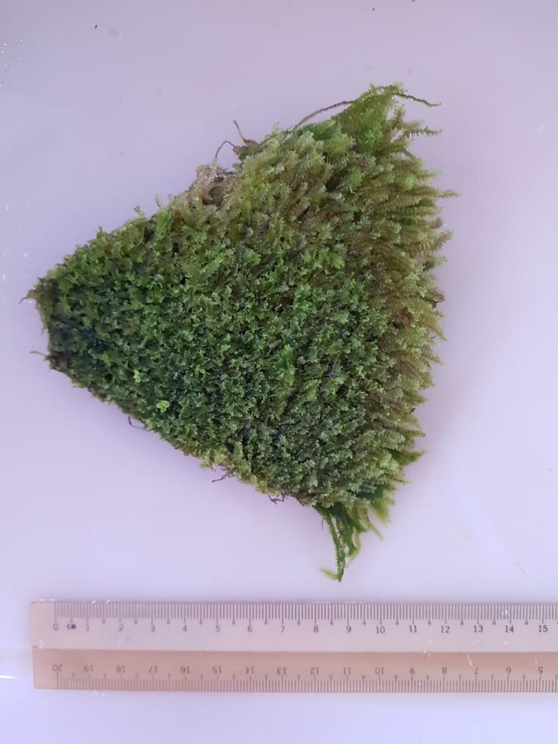 Rare Moss, Pet Supplies, Homes & Other Pet Accessories on Carousell