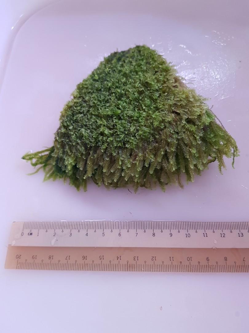 Rare Moss, Pet Supplies, Homes & Other Pet Accessories on Carousell