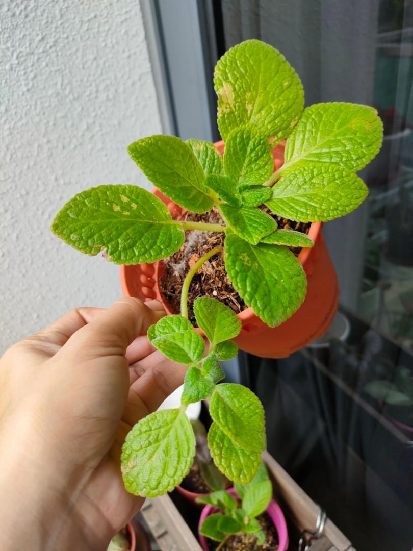 Tropical topaz episcia, Furniture & Home Living, Gardening, Plants ...