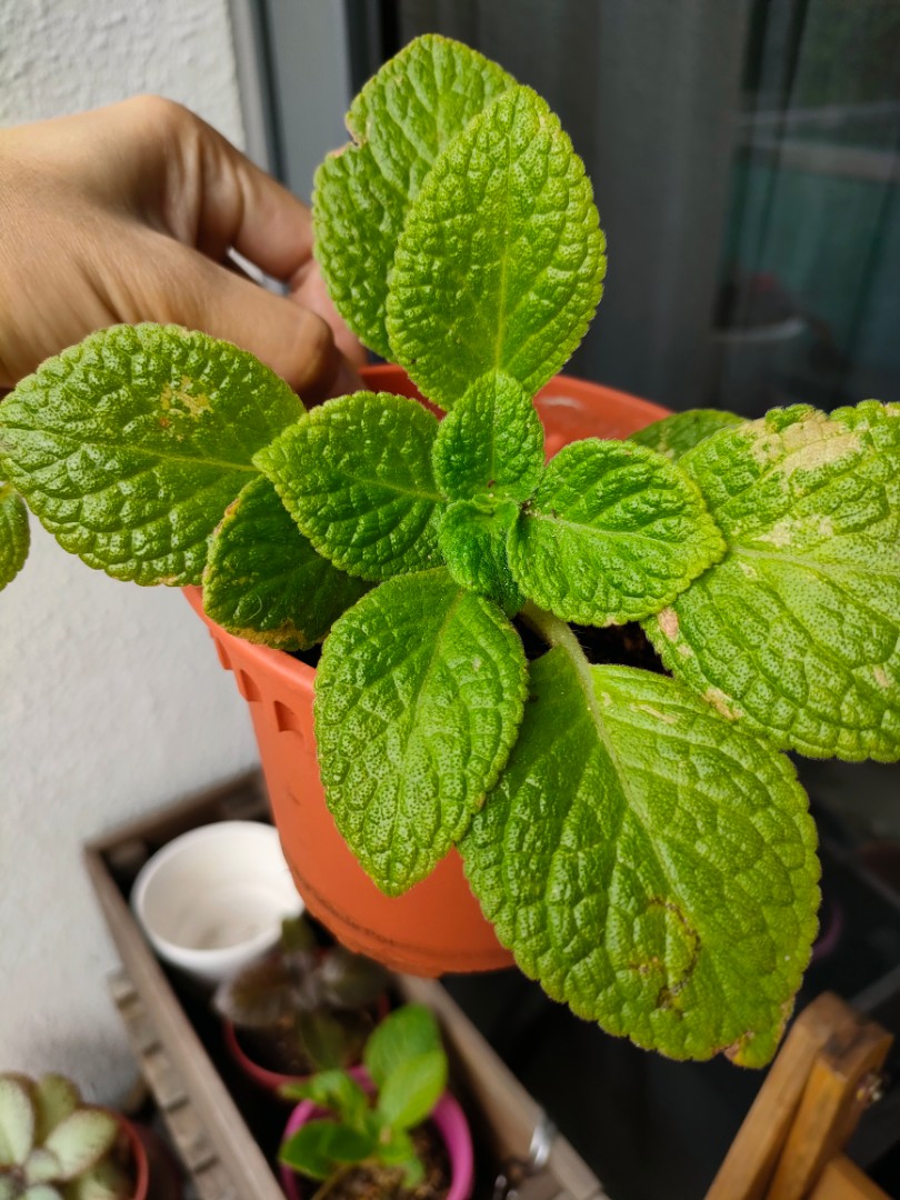 Tropical topaz episcia, Furniture & Home Living, Gardening, Plants ...
