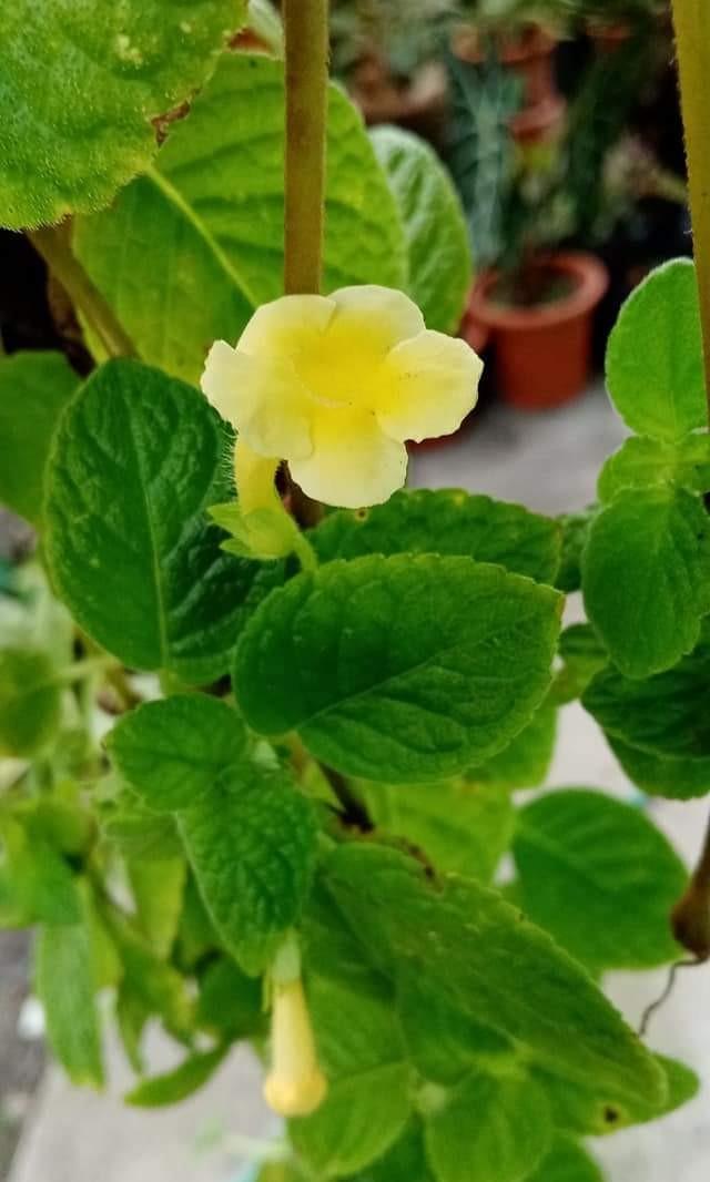Tropical topaz episcia, Furniture & Home Living, Gardening, Plants ...
