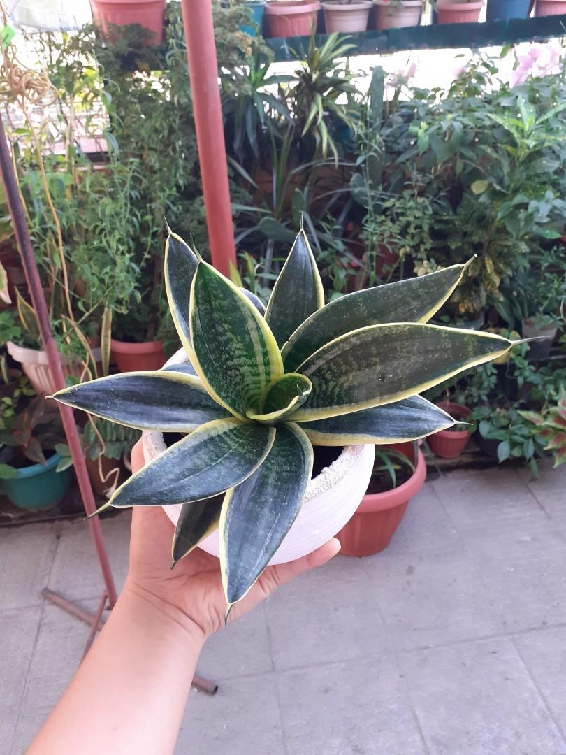 Dwarf snake plant, Furniture & Home Living, Gardening, Plants & Seeds ...