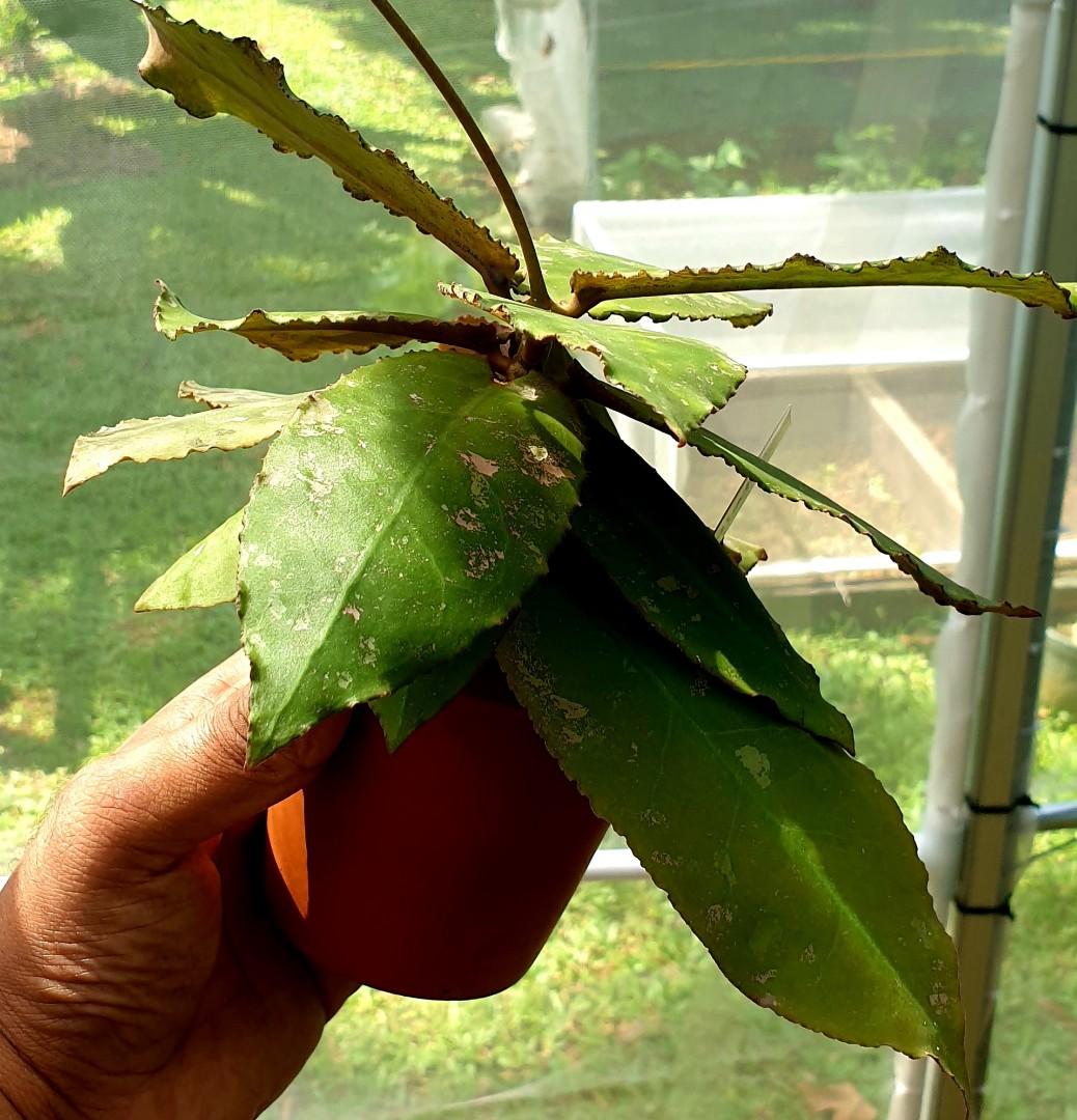 Hoya undulata, Furniture & Home Living, Gardening, Plants & Seeds on ...