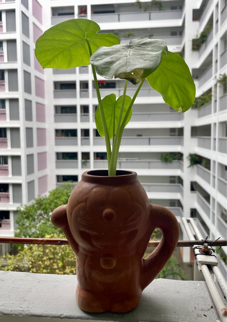 Outdoor plant in Doraemon pot, Furniture & Home Living, Gardening ...