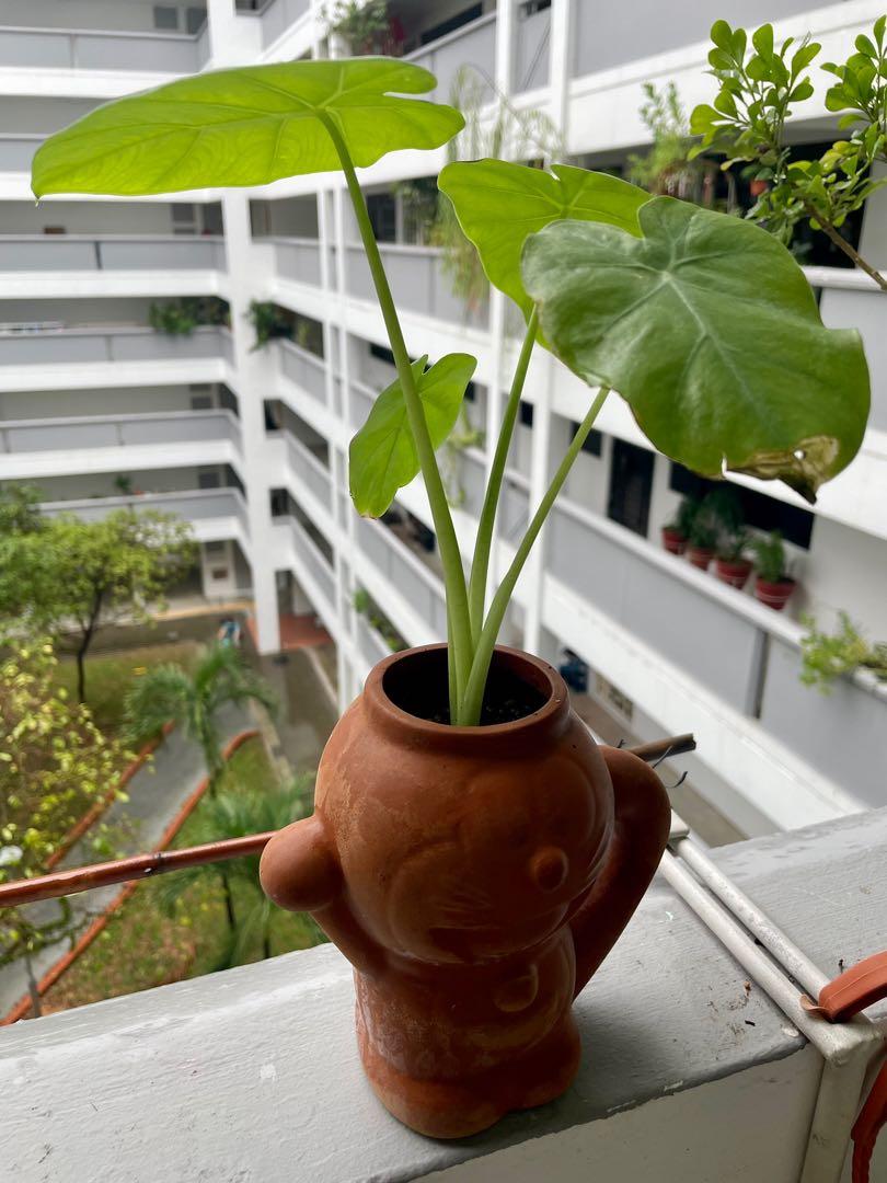 Outdoor plant in Doraemon pot, Furniture & Home Living, Gardening ...