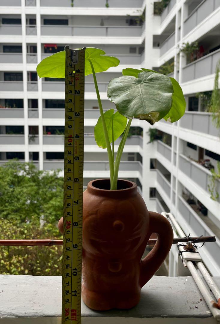 Outdoor plant in Doraemon pot, Furniture & Home Living, Gardening ...
