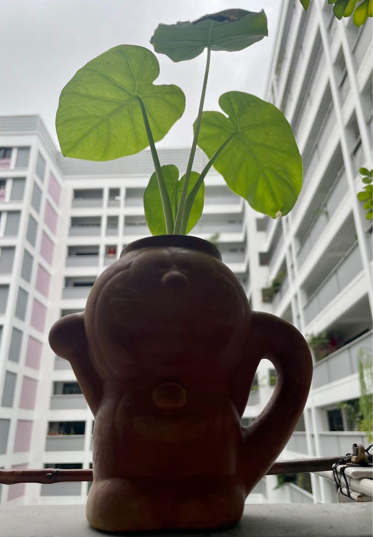 Outdoor plant in Doraemon pot, Furniture & Home Living, Gardening ...