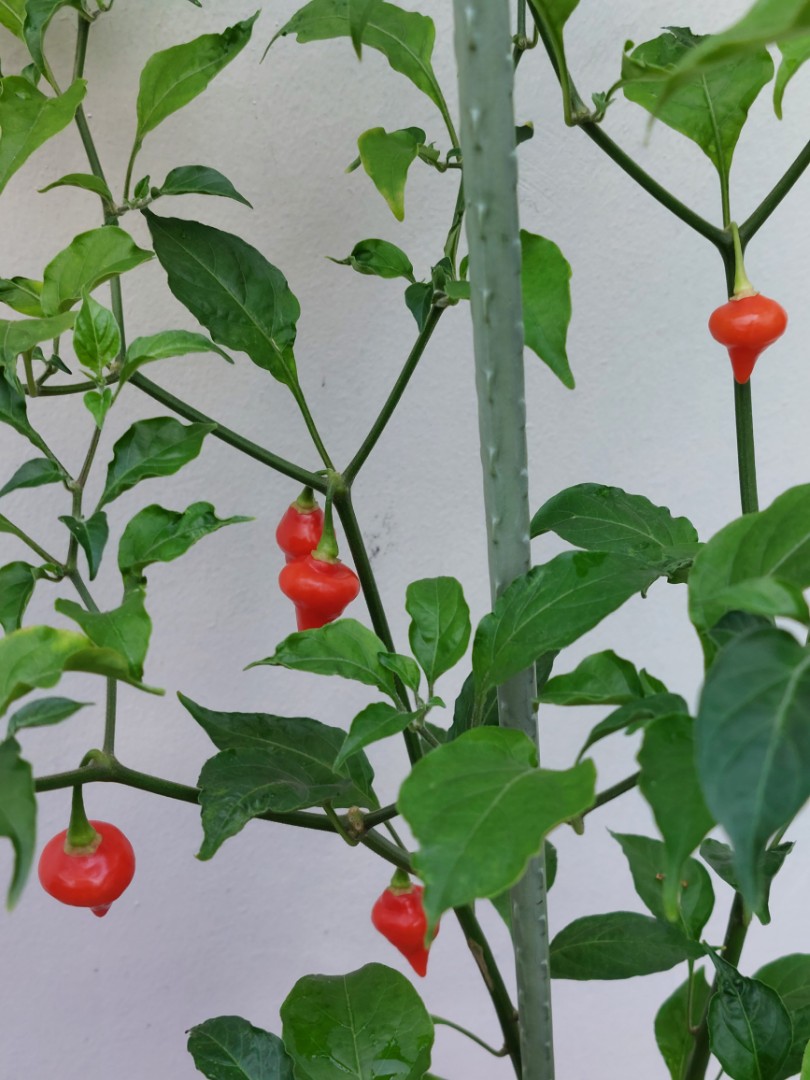 *RARE* Pimento Diomar Chilli Plant (flowering and fruiting), Furniture ...