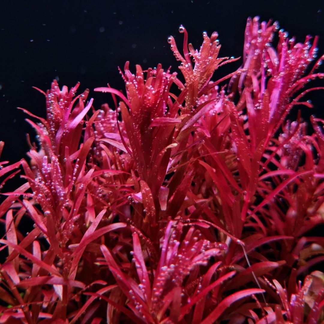 Rotala Blood Red (15 Stems), Furniture & Home Living, Gardening, Plants ...