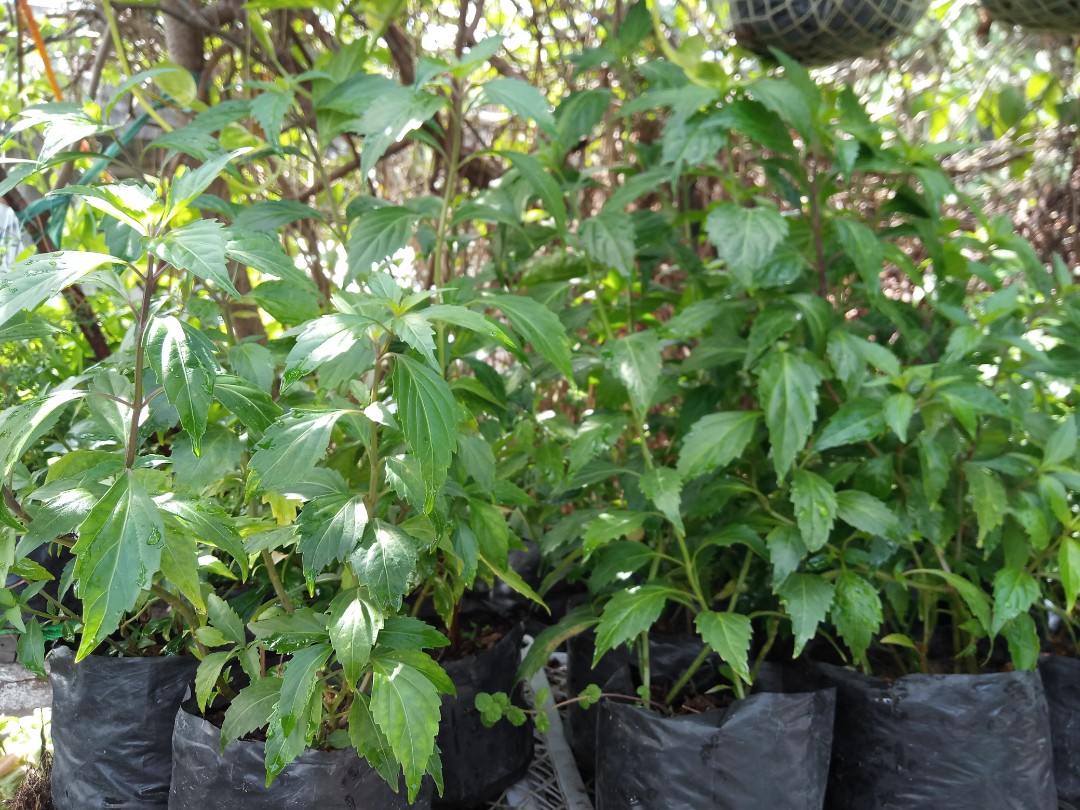 Taheebo Balbas pusa, Furniture & Home Living, Gardening, Plants & Seeds ...