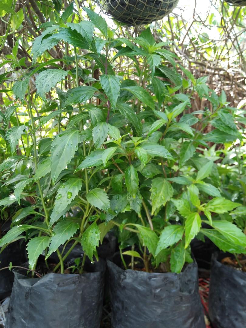 Taheebo Balbas pusa, Furniture & Home Living, Gardening, Plants & Seeds ...