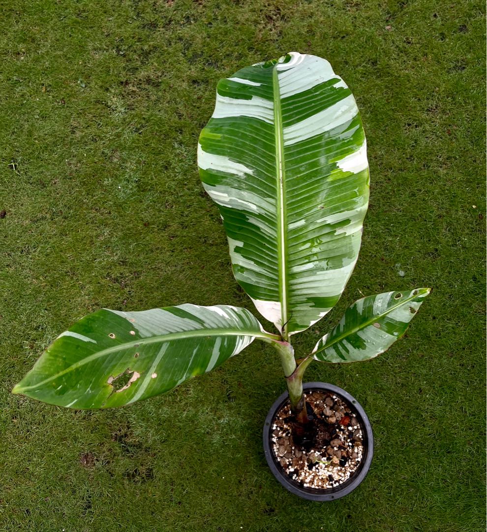variegated banana musa florida, Furniture & Home Living, Gardening ...