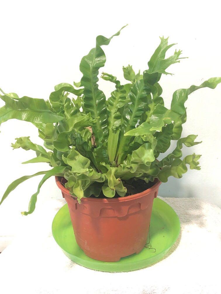 Asplenium Nidus/ Curly Crispy Fern, Furniture & Home Living, Gardening ...