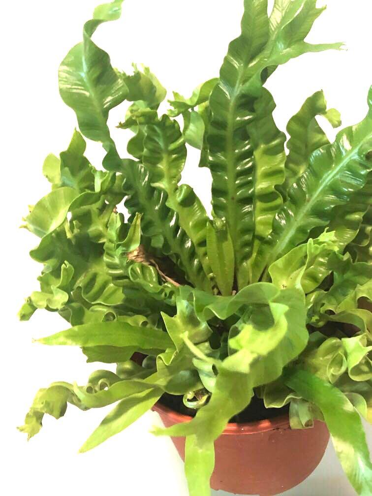 Asplenium Nidus/ Curly Crispy Fern, Furniture & Home Living, Gardening ...
