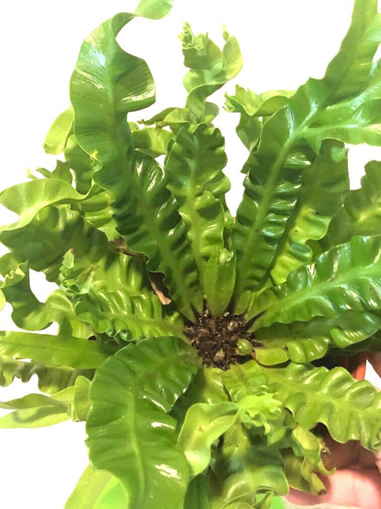 Asplenium Nidus/ Curly Crispy Fern, Furniture & Home Living, Gardening ...