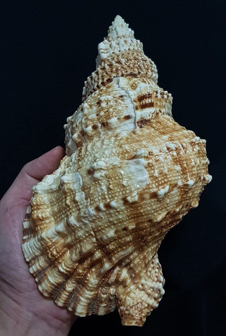 Seashell Bursa bubo, Hobbies & Toys, Memorabilia & Collectibles ...