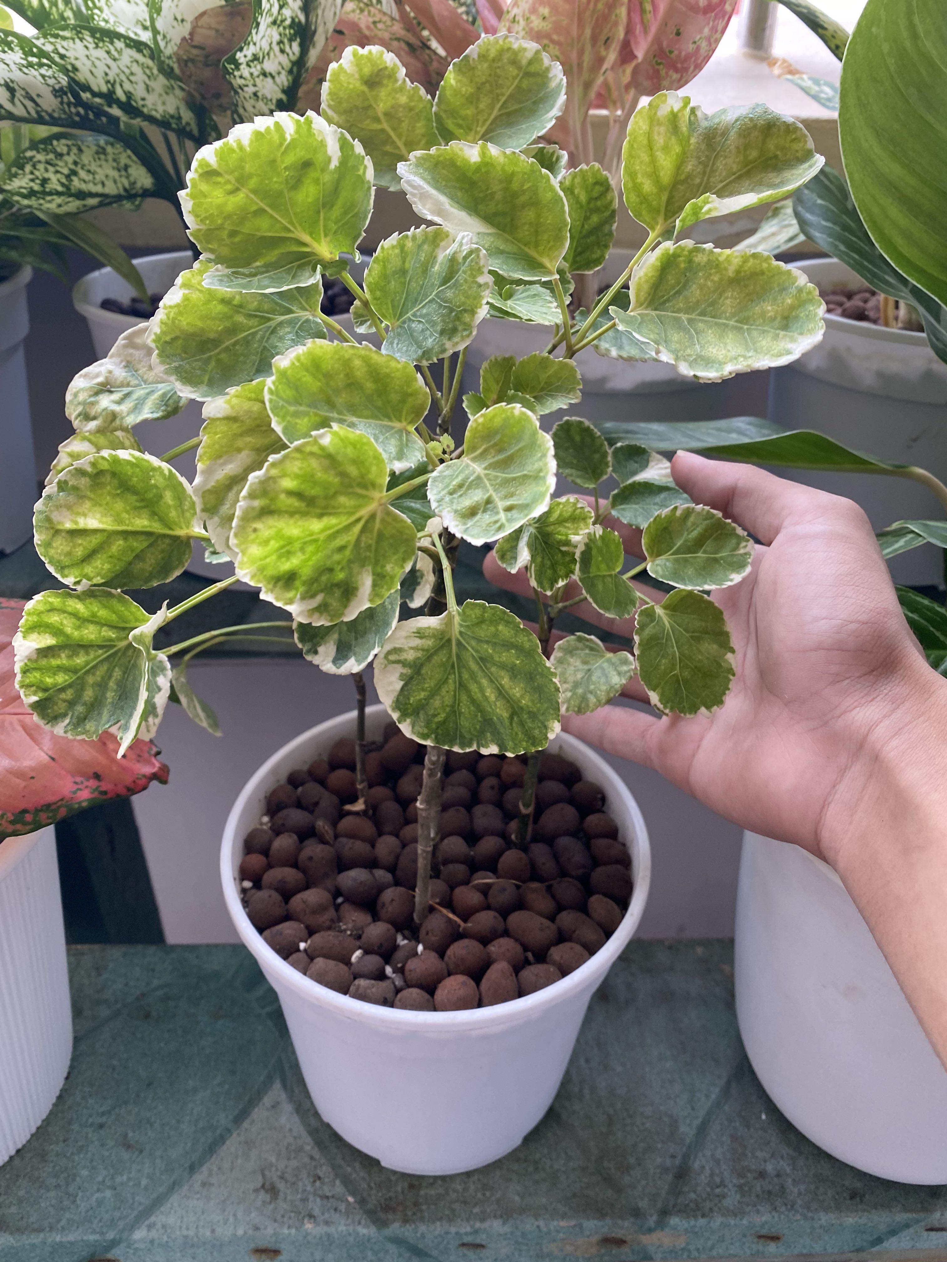 Polyscias scutellaria (variegated), Furniture & Home Living, Gardening ...