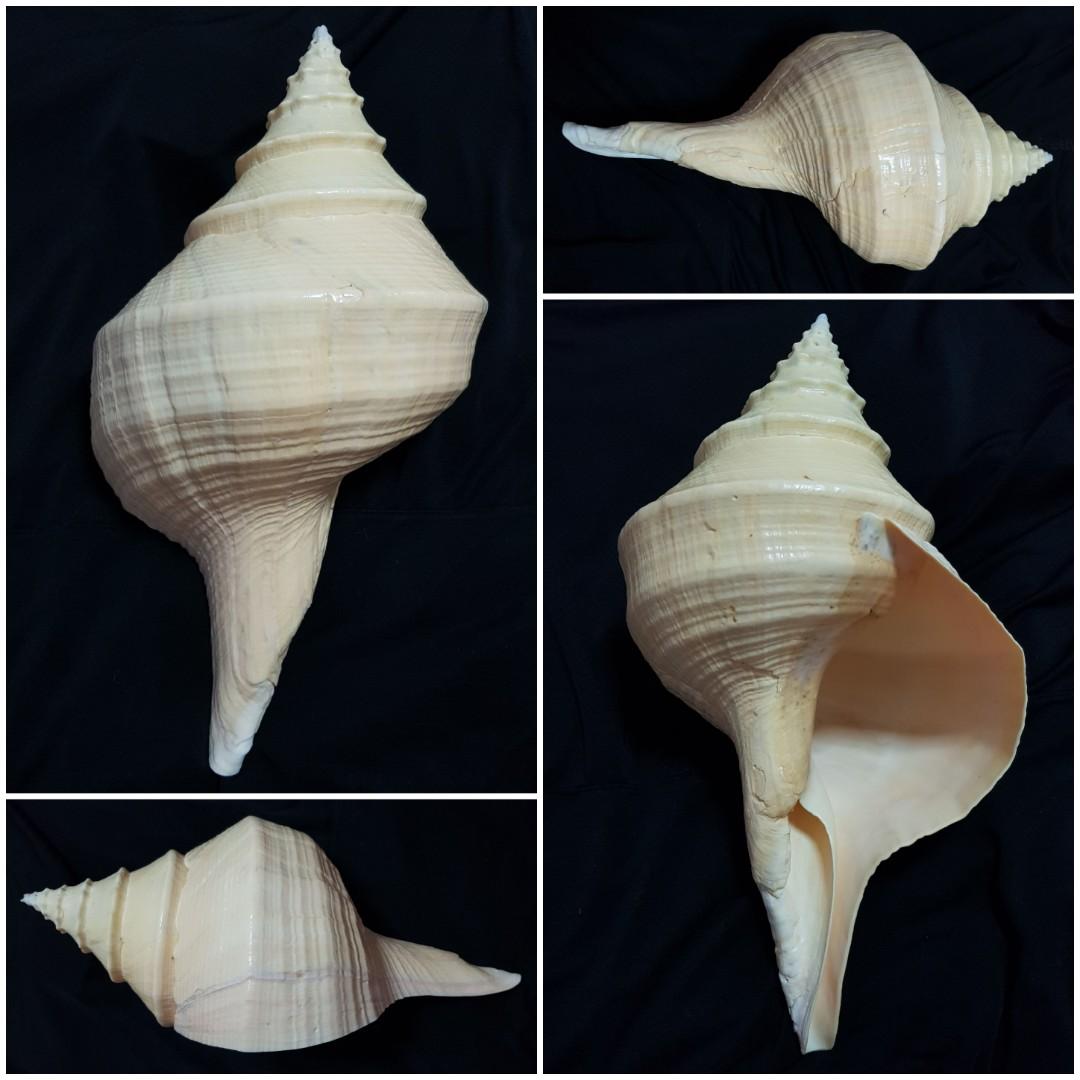 Seashell Australian Trumpet Conch Shell, Hobbies & Toys, Memorabilia ...