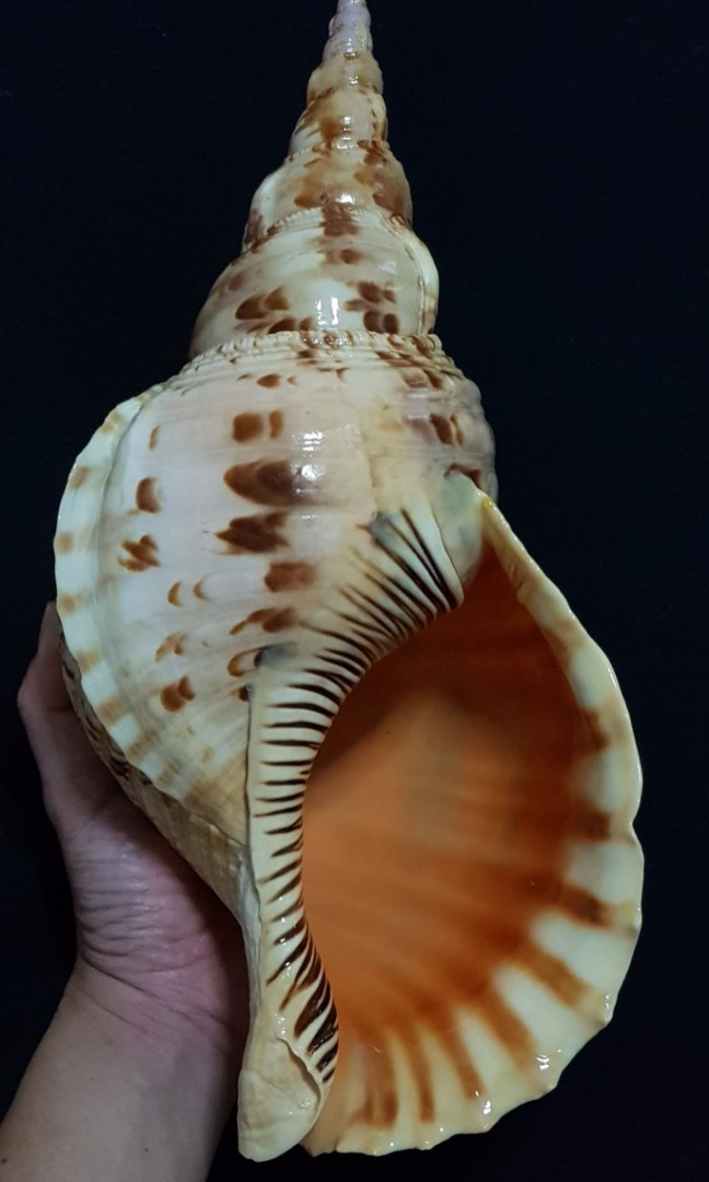 Seashell Triton's trumpet shell, Hobbies & Toys, Memorabilia ...