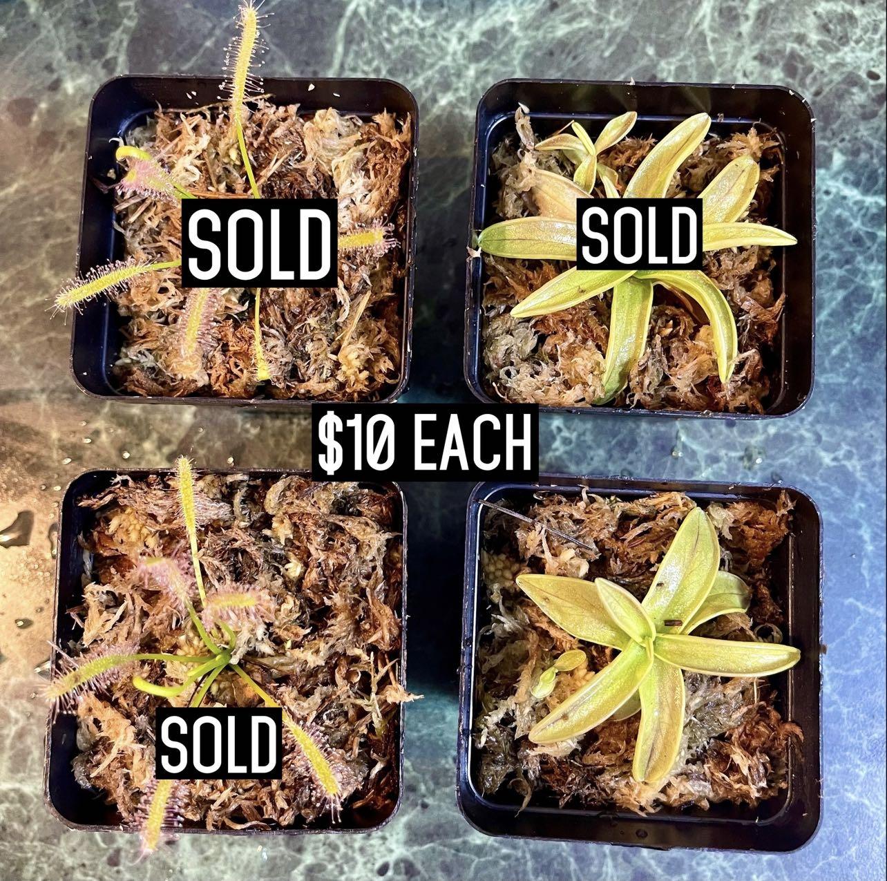 Cape Sundew and Ping Carnivorous plant, Furniture & Home Living ...