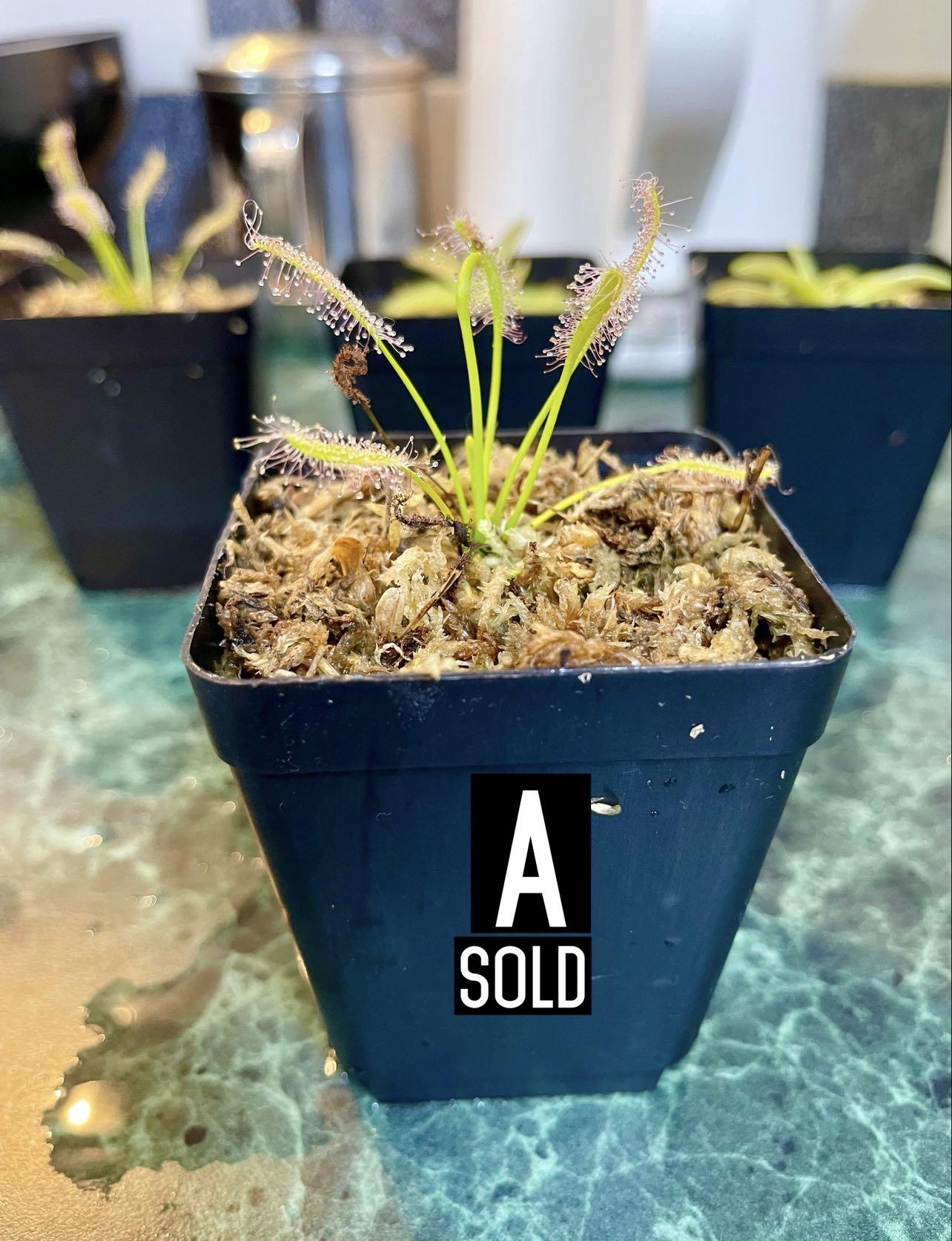 Cape Sundew and Ping Carnivorous plant, Furniture & Home Living ...