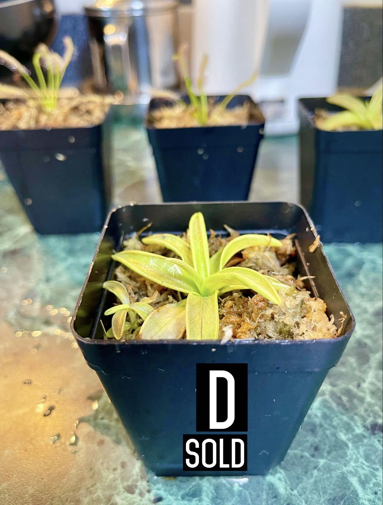 Cape Sundew and Ping Carnivorous plant, Furniture & Home Living ...