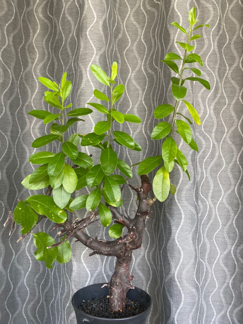 Commiphora rostrata, Furniture & Home Living, Gardening, Plants & Seeds ...