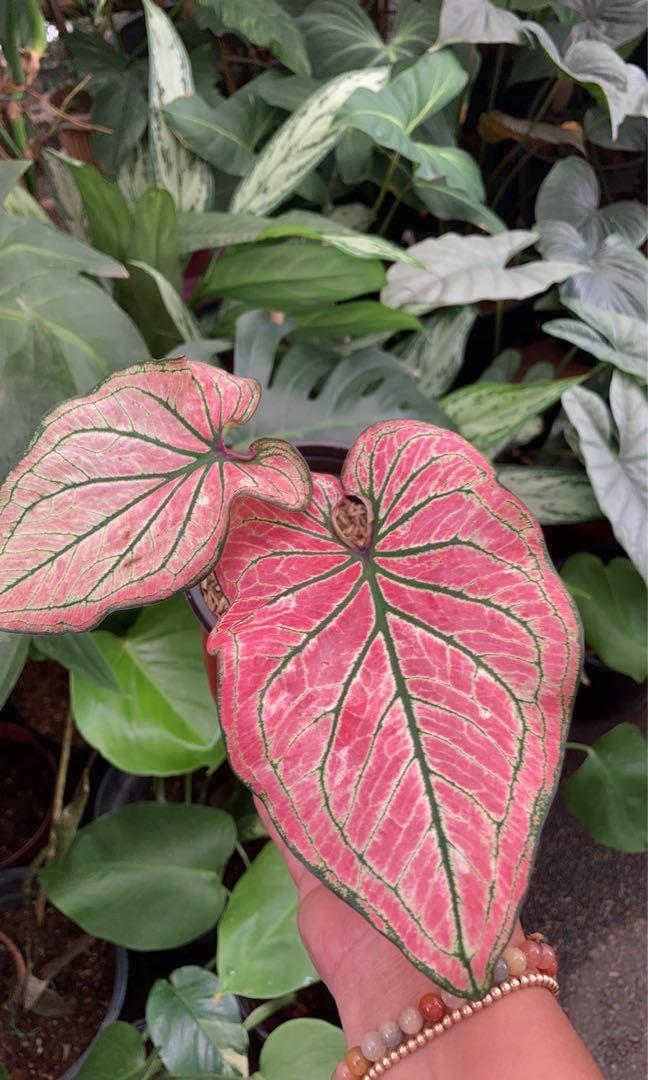 Rare caladium, Furniture & Home Living, Gardening, Plants & Seeds on ...