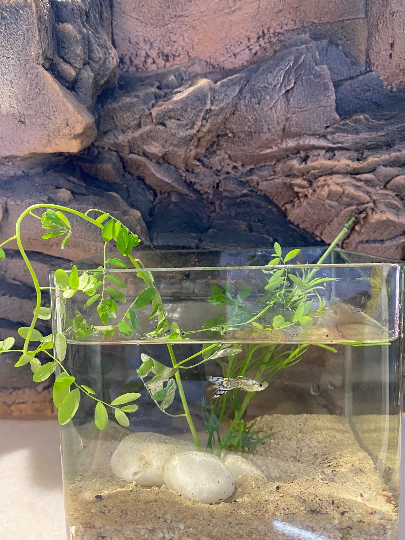 Small glass fish tank, Pet Supplies, Homes & Other Pet Accessories on ...