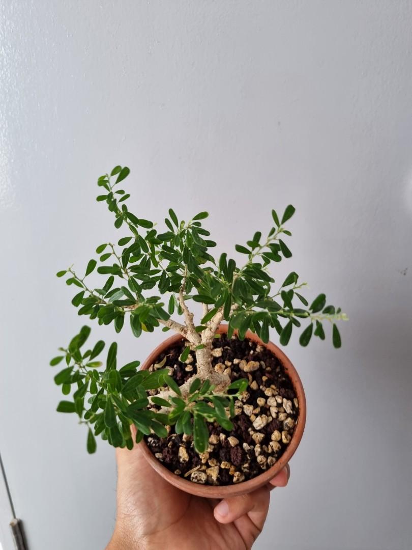 Trifidacanthus / Desmodium Unifoliolatus (Vietnamese Blue Bell) plant ...