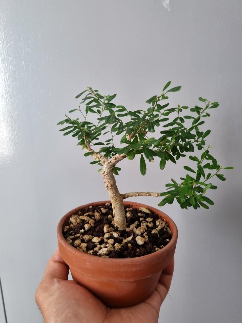 Trifidacanthus / Desmodium Unifoliolatus (Vietnamese Blue Bell) plant ...