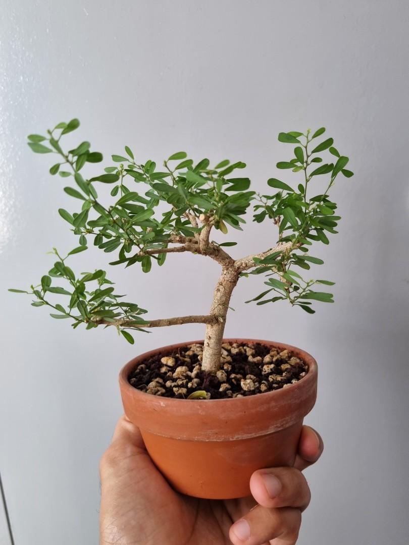 Trifidacanthus / Desmodium Unifoliolatus (Vietnamese Blue Bell) plant ...