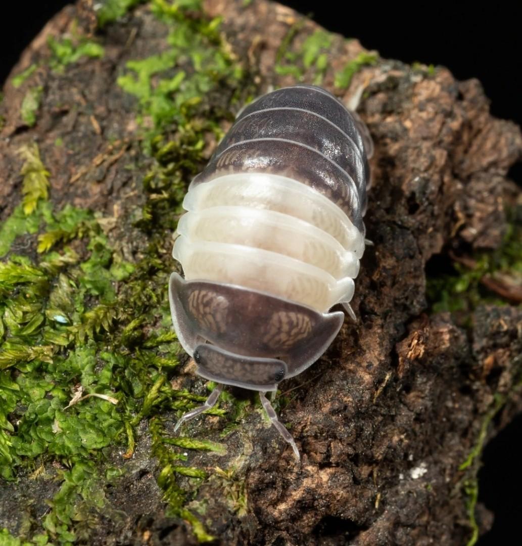 Frozen Isopod Feed, Pet Supplies, Pet Food on Carousell