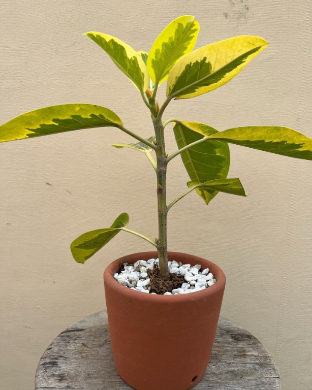 FICUS ALTISSIMA (LEMON PLANT), Furniture & Home Living, Gardening ...