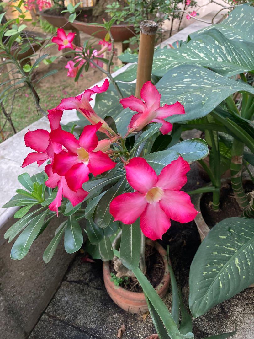 kalachuchi description