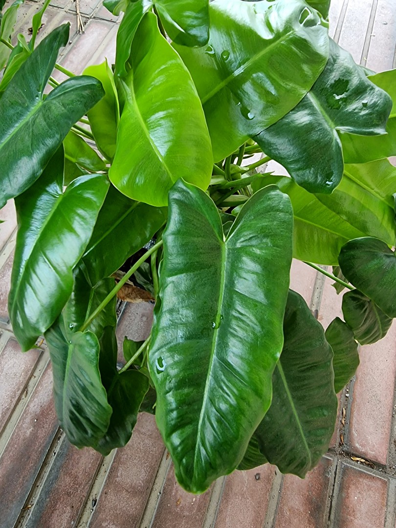 Philodendron burle marx, Furniture & Home Living, Gardening, Plants ...