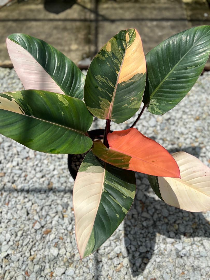 Philodendron Red Congo Variegated, Furniture & Home Living, Gardening ...