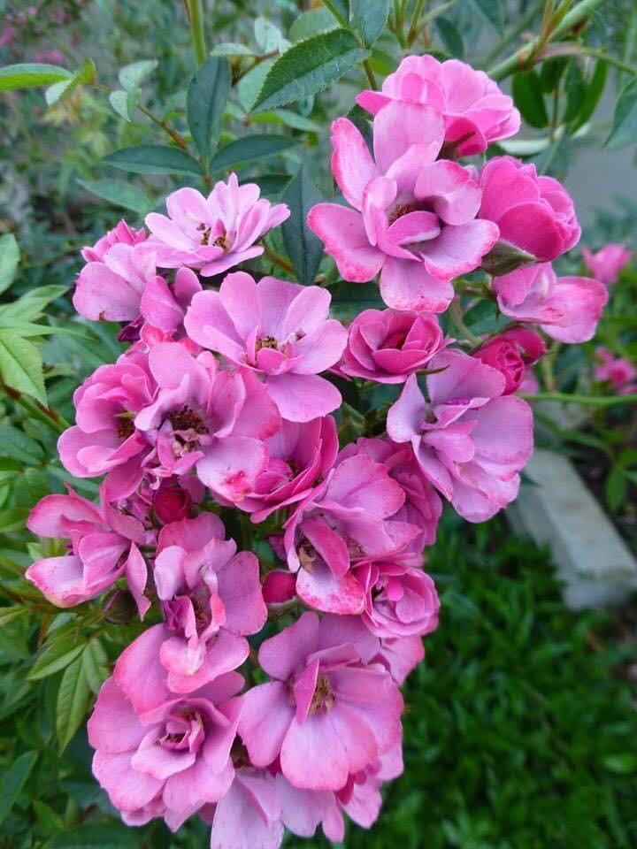 Pokok bunga rose memanjat - climbing rose, Furniture & Home Living ...