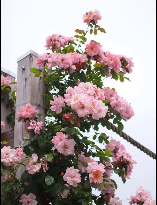 Pokok bunga rose memanjat - climbing rose, Furniture & Home Living ...
