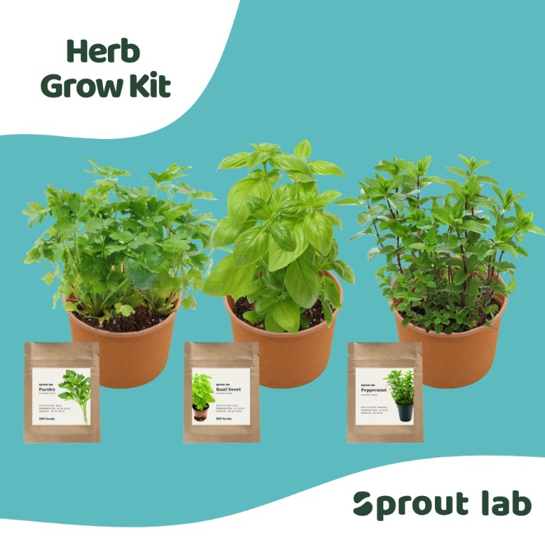 Sprout lab Paper Cup Herb Grow Kit Basil Genovese Sweet Parsley Mint ...