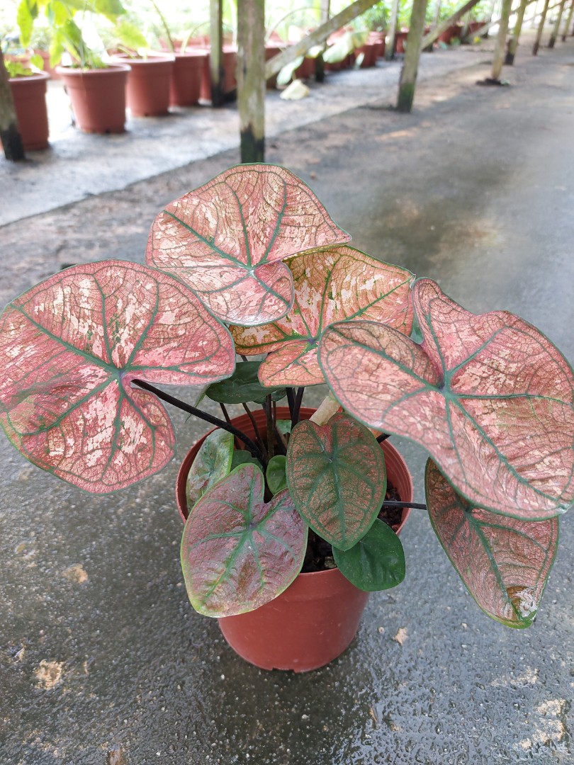 Rare Caladium, Furniture & Home Living, Gardening, Plants & Seeds on ...